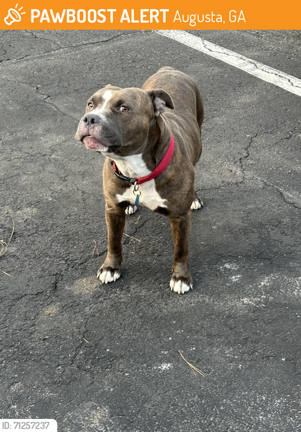 Augusta, GA Stray Male Dog Found Near Rivercreek apmts | PawBoost