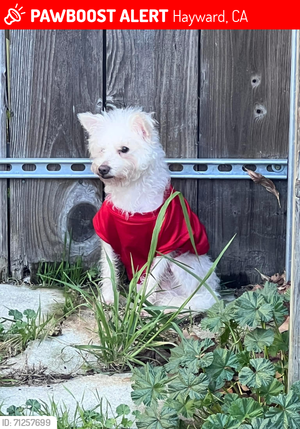 Hayward, CA Lost Male Dog, Noah Is Missing | PawBoost