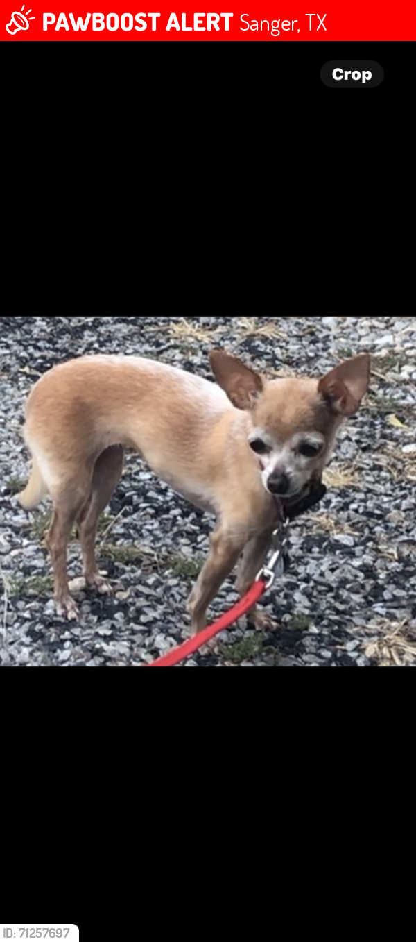 Sanger, TX Lost Female Dog, Penny Is Missing | PawBoost