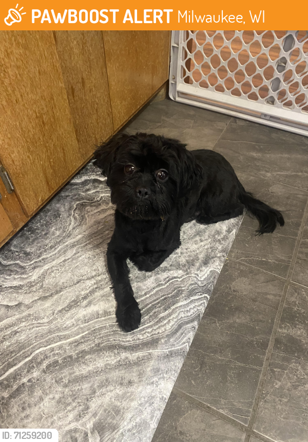 Milwaukee, WI Stray Male Dog Found Near 74th Street and Custer Ave ...