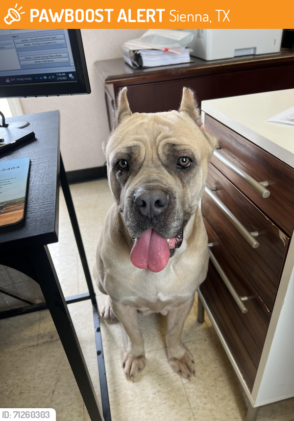 Sienna, TX Stray Female Dog Found Near Sienna parkway | PawBoost