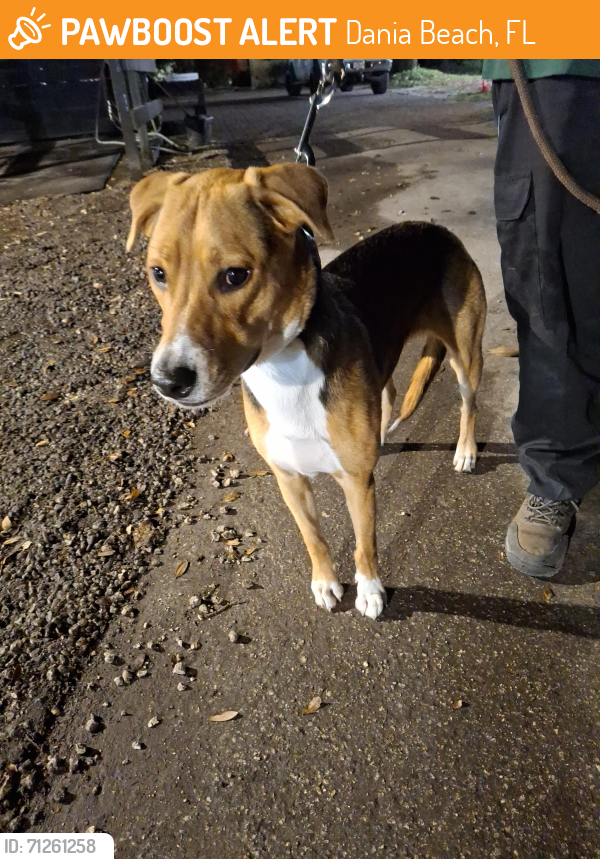 Dania Beach, FL Stray Male Dog Found Near Woodland lane / shady ridge ...