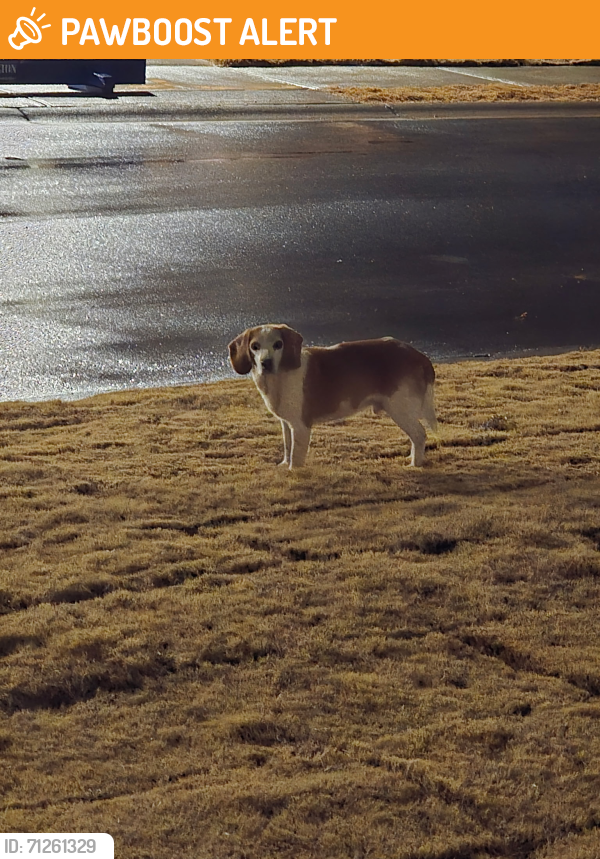Greenville County, SC Stray Male Dog Found Near Hartridge Manor ...