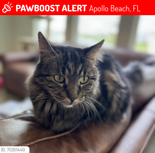 Apollo Beach, FL Lost Female Cat, Libby Laru Is Missing | PawBoost