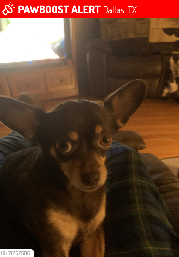 Dallas, TX Lost Male Dog, Murff Is Missing | PawBoost