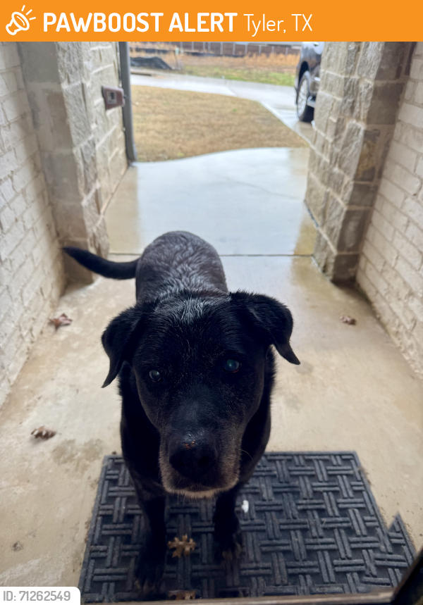 Tyler, TX Stray Female Dog Found Near Villas Court and Marsh Farm Road ...