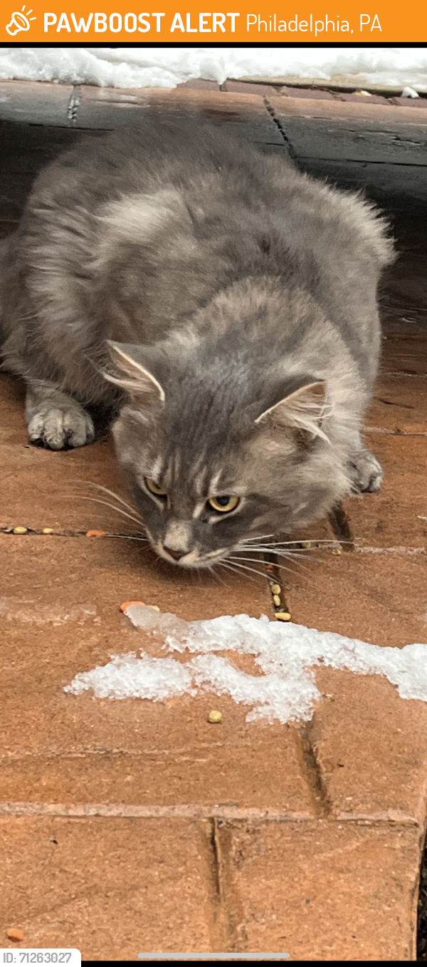 Philadelphia, PA Stray Cat Found Near Hartranft | PawBoost