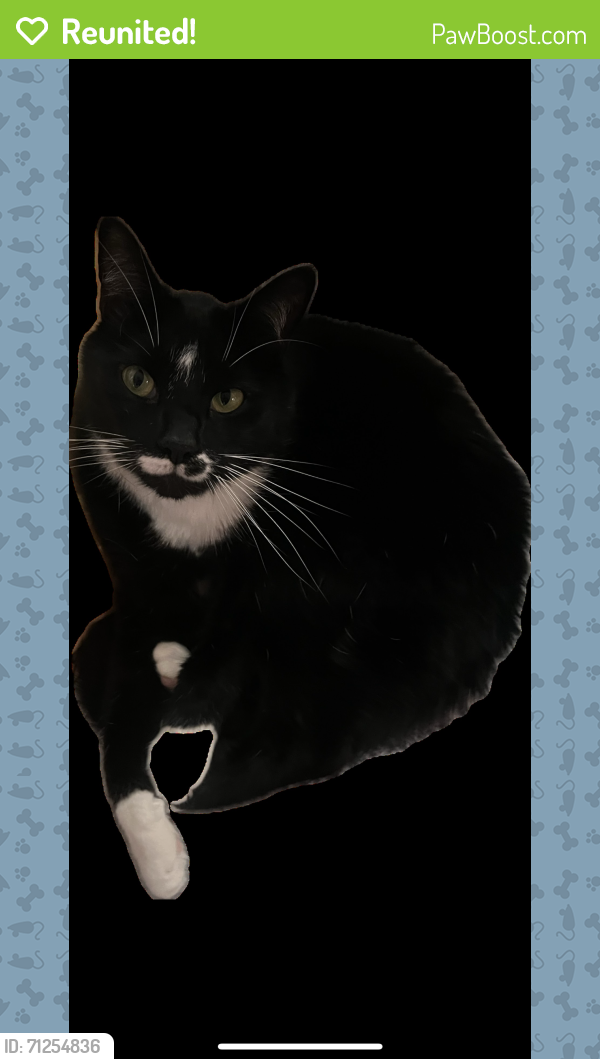 Reunited Male Cat in Dedham, MA 02026 (ID: 71254836) | PawBoost