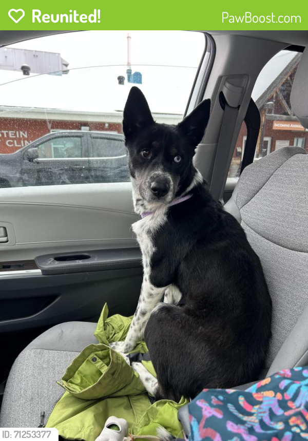 Reunited Dog in Rochester, NY 14608 (ID: 71253377) | PawBoost