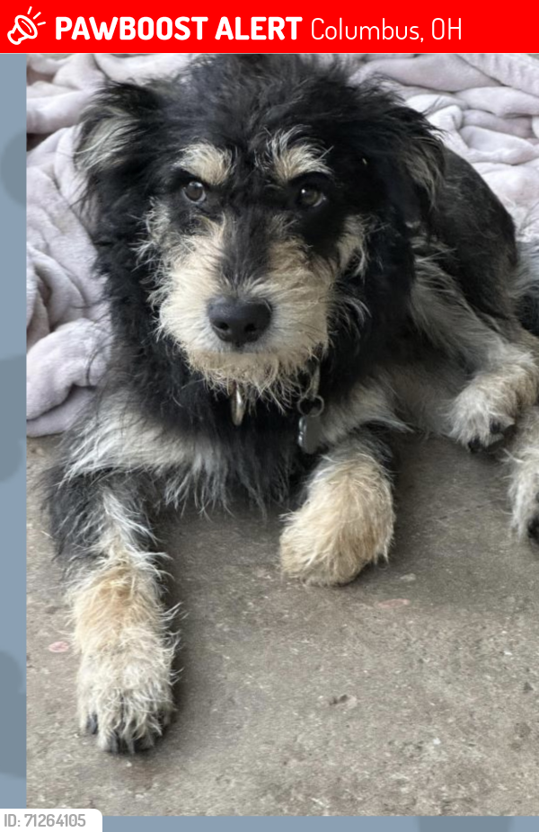 Columbus, OH Lost Male Dog, Toby Is Missing | PawBoost