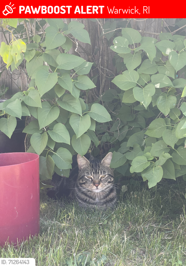 Warwick, RI Lost Male Cat, Bad Boy Is Missing | PawBoost