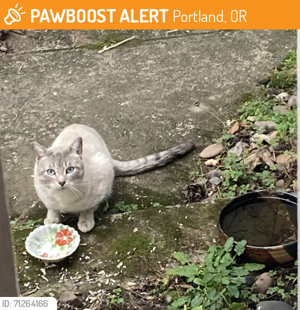 Portland, OR Stray Male Cat Found Near Near Meta Pizza on Milwaukie ...