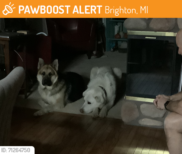 Brighton, MI Stray Dog Found Near Nollar rd and six mile | PawBoost