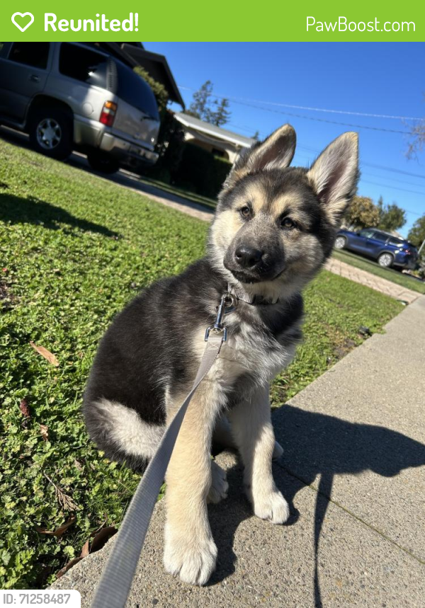 Reunited Female Dog in San Leandro, CA 94577 (ID: 71258487) | PawBoost