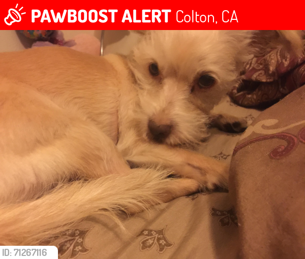 Colton, CA Lost Female Dog, Nala Is Missing | PawBoost