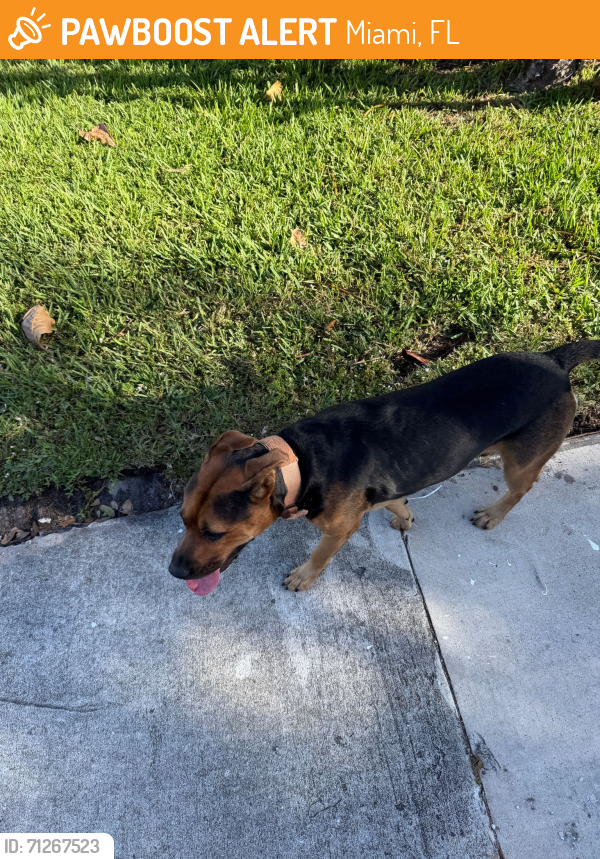 Miami, FL Stray Male Dog Found Near Around 2515 NE 214 st, Miami, Fl ...