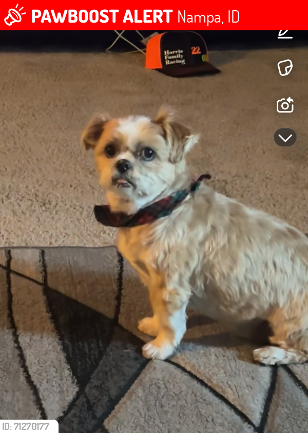 Nampa, ID Lost Male Dog, Milo Is Missing | PawBoost