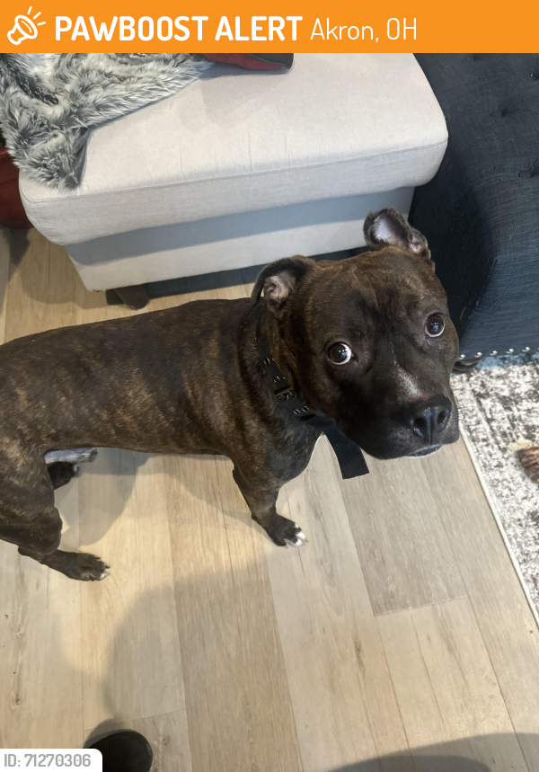 Akron, OH Stray Male Dog Found Near Silver & Hickory | PawBoost