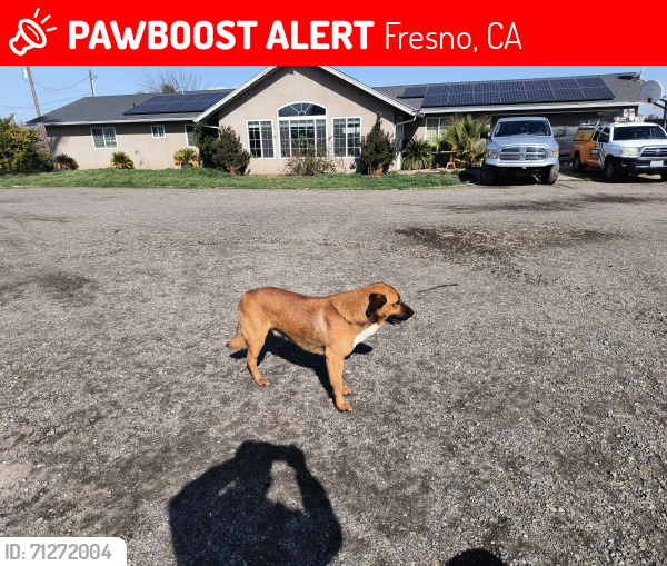 Fresno, CA Lost Male Dog, Red Is Missing | PawBoost