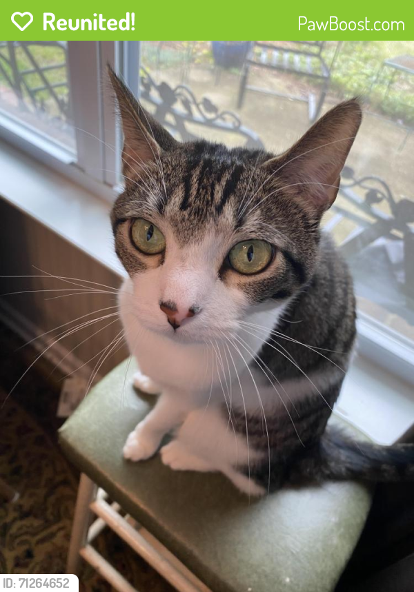 Reunited Male Cat in Nashville, TN 37013 (ID: 71264652) | PawBoost