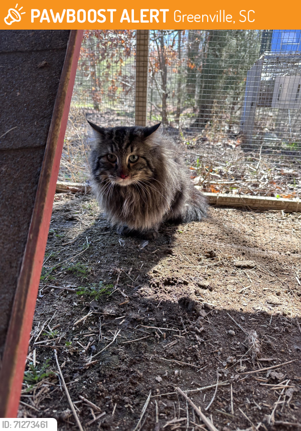 Greenville, SC Stray Cat Found Near Sandy flt | PawBoost