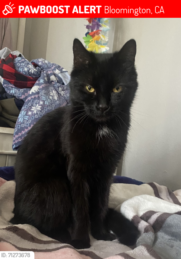 Bloomington, CA Lost Female Cat, Amber Is Missing | PawBoost