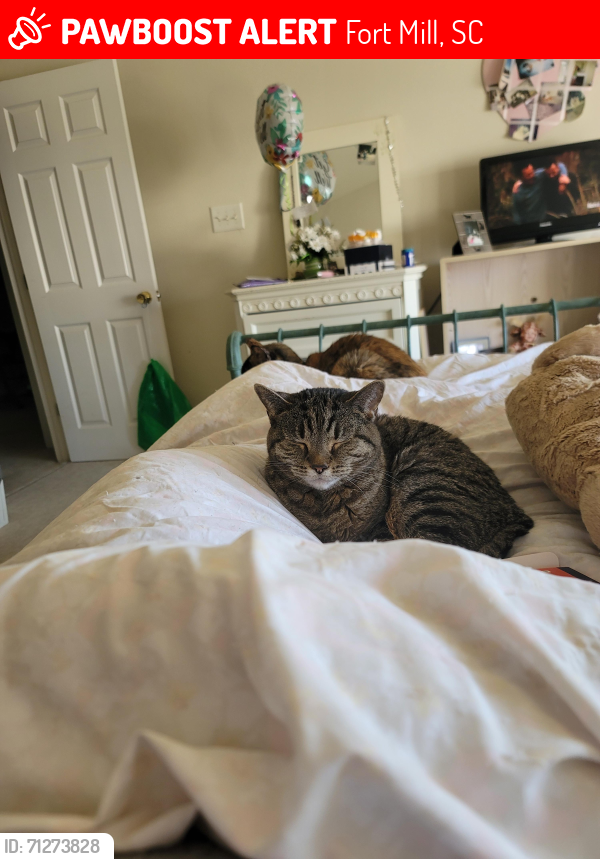 Fort Mill, SC Lost Female Cat, Greycie Is Missing | PawBoost