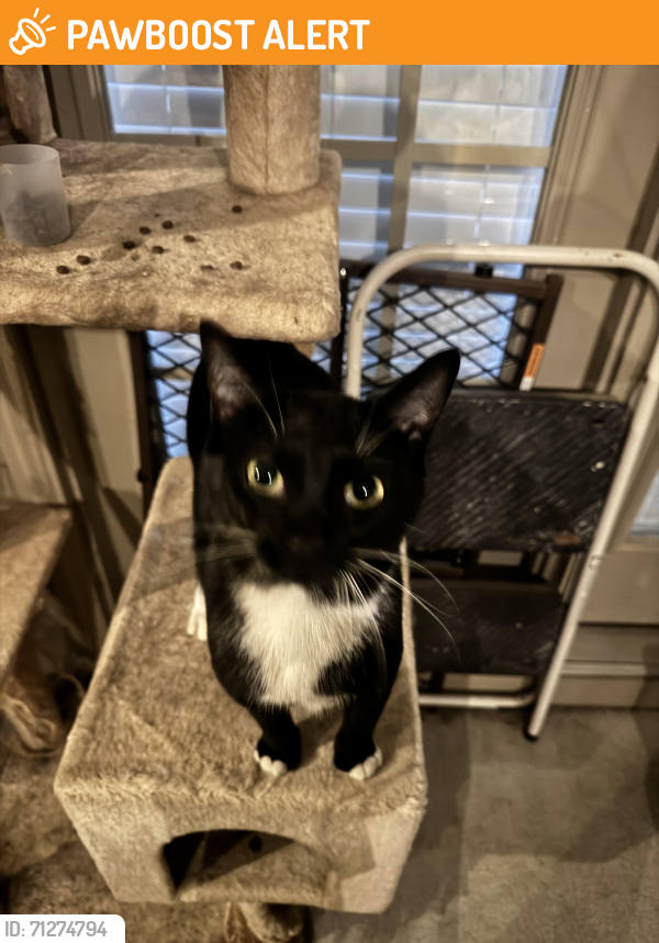 Greenville County, SC Stray Cat Found Near Damascus Dr, Simpsonville ...