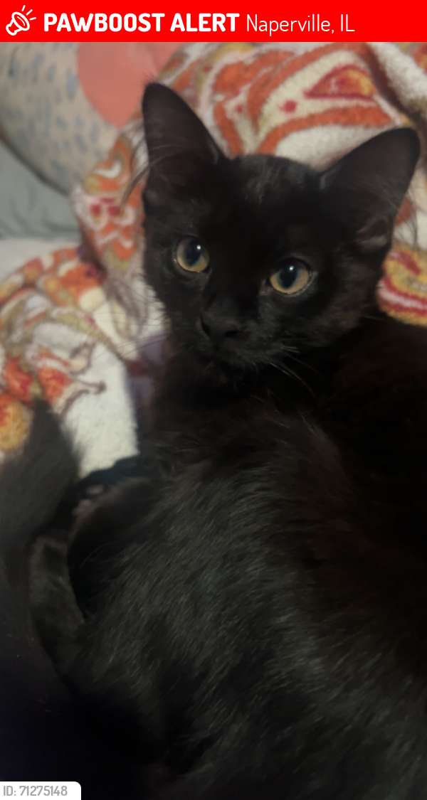Naperville, IL Lost Male Cat, Mufasa / Fasa Is Missing | PawBoost