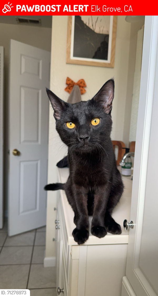 Elk Grove, CA Lost Male Cat, Biggie Is Missing | PawBoost