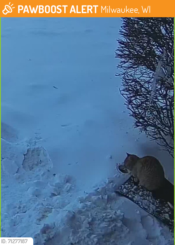 Milwaukee, WI Stray Cat Found Near Near w Port Ave | PawBoost