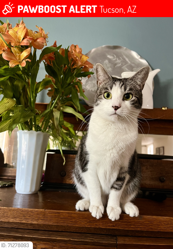 Tucson, AZ Lost Female Cat, Baba Is Missing | PawBoost