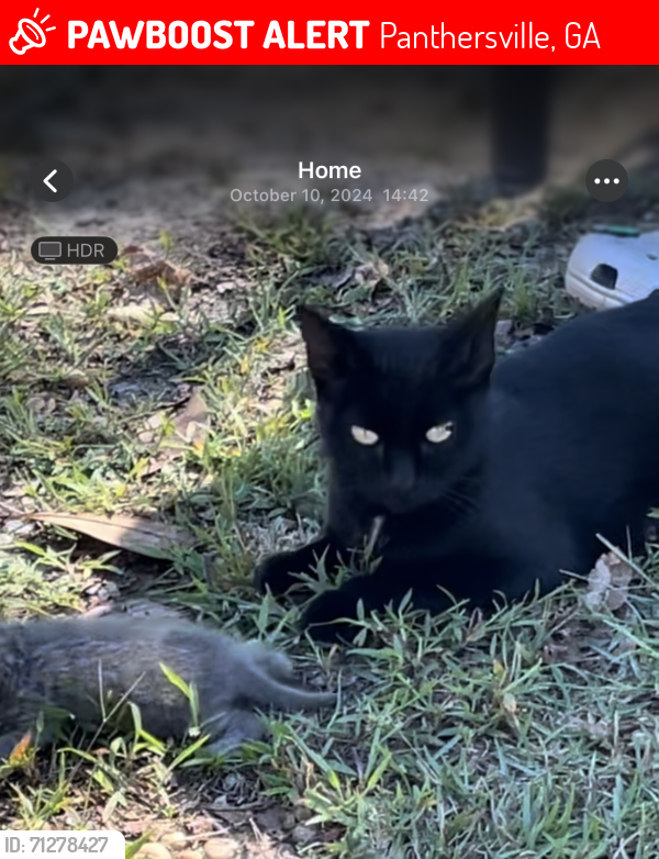 Panthersville, GA Lost Female Cat, Booboo Is Missing | PawBoost