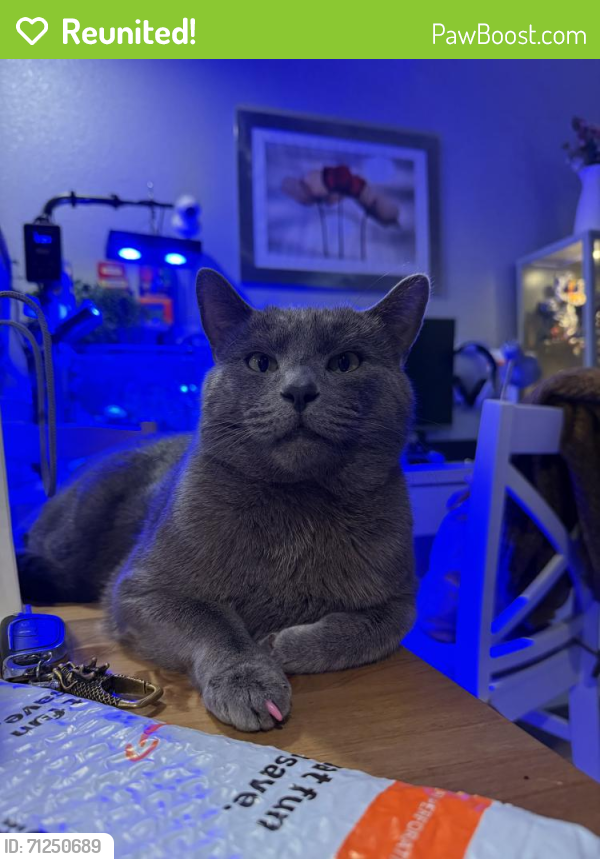 Reunited Male Cat in Renton, WA 98059 (ID: 71250689) | PawBoost