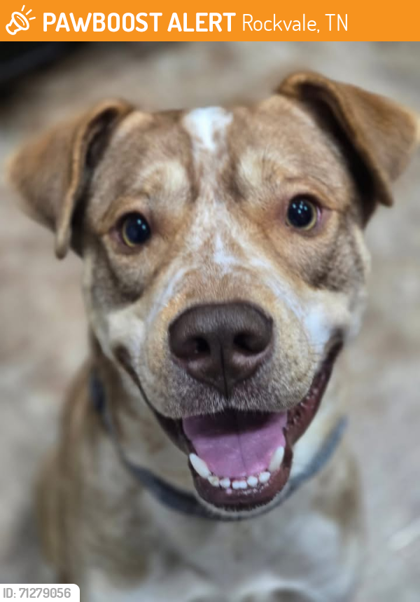 Rockvale, TN Stray Male Dog Found Near Dyer Rd / S Windrow | PawBoost
