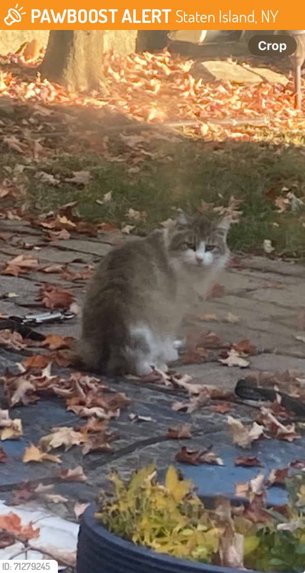 Staten Island, NY Stray Cat Found Near Harold and Holdridge Avenues ...