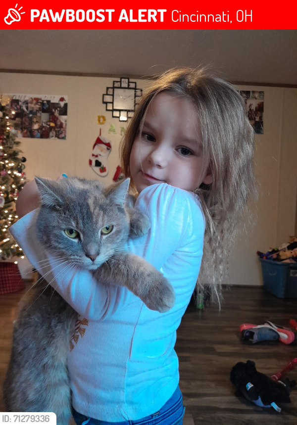 Cincinnati, OH Lost Female Cat, Emily Is Missing | PawBoost