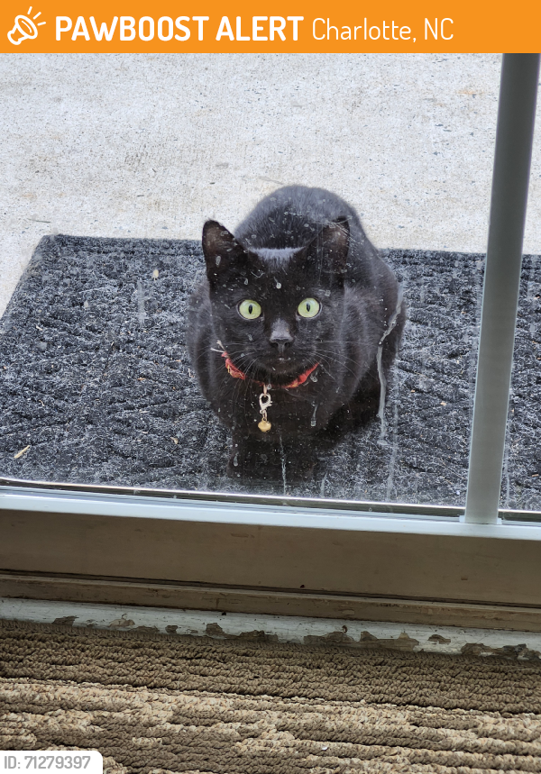 Charlotte, NC Stray Female Cat Found Near Jenny Ann & Peach | PawBoost