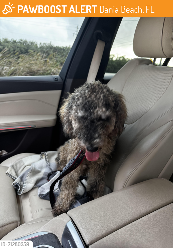 Rehomed Male Dog in Dania Beach, FL 33004 (ID: 71280359) | PawBoost