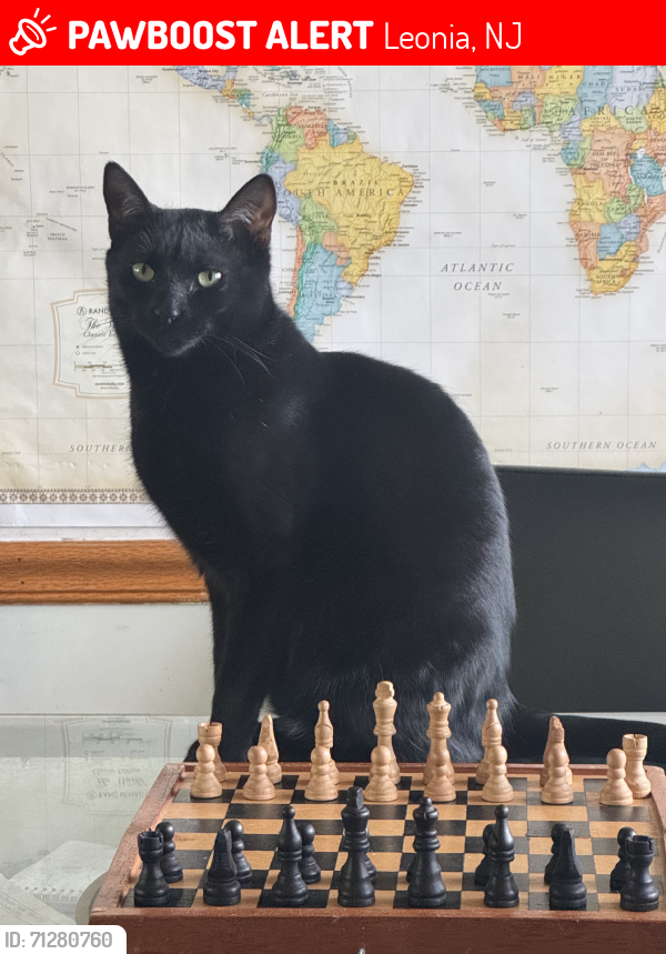 Leonia, NJ Lost Male Cat, Zuki Is Missing | PawBoost