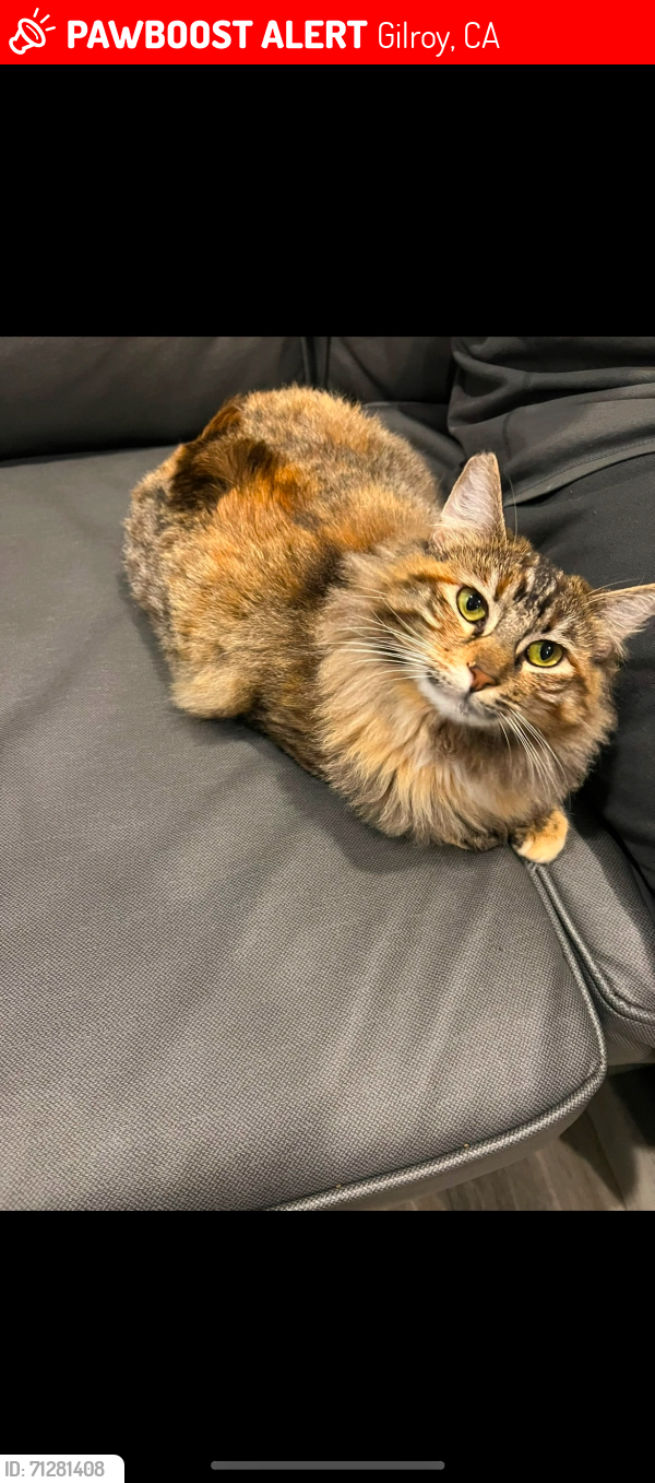 Gilroy, CA Lost Female Cat, Lily Is Missing | PawBoost