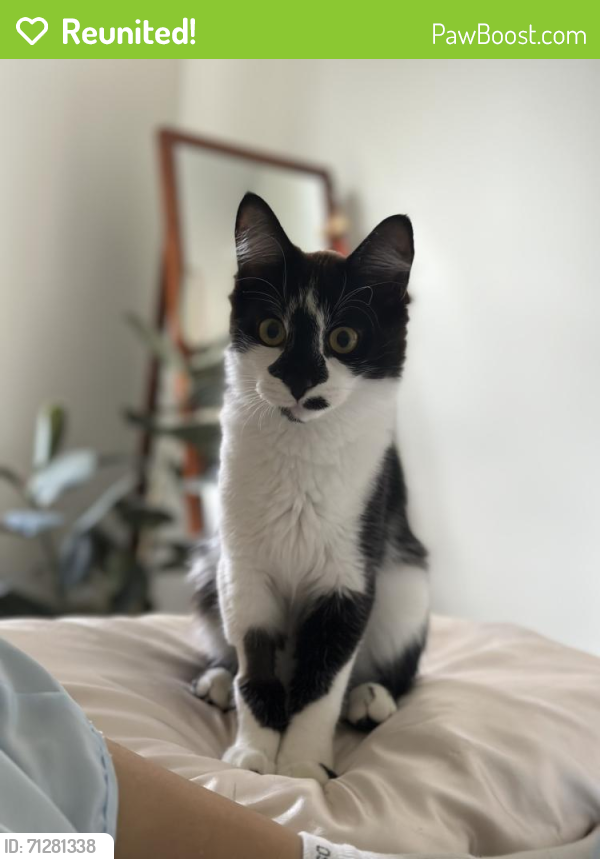 Reunited Male Cat in Margate, FL 33063 (ID: 71281338) | PawBoost