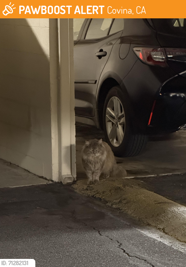 Azusa, CA Stray Cat Found Near Inside apmt parking lot | PawBoost
