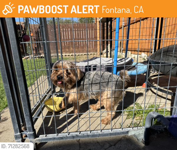 Fontana, CA Stray Male Dog Found Near Tamarind ave | PawBoost
