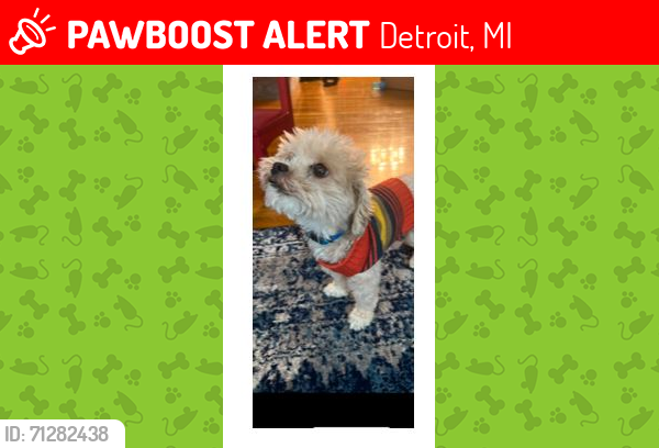 Detroit, MI Lost Male Dog, Mason Is Missing | PawBoost