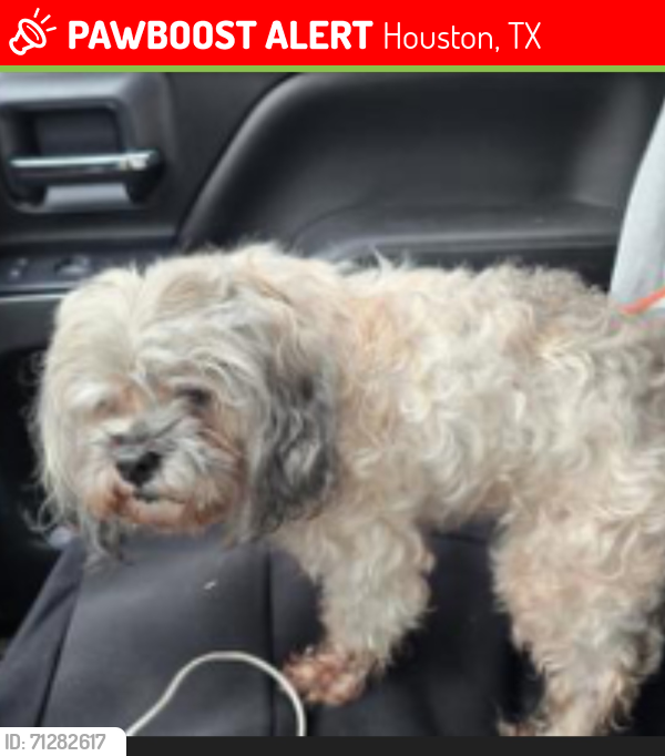 Houston, TX Lost Female Dog, Lita Is Missing | PawBoost
