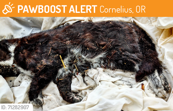 Cornelius, OR Stray Cat Found Near Eastbound Baseline (Hwy8) near ...