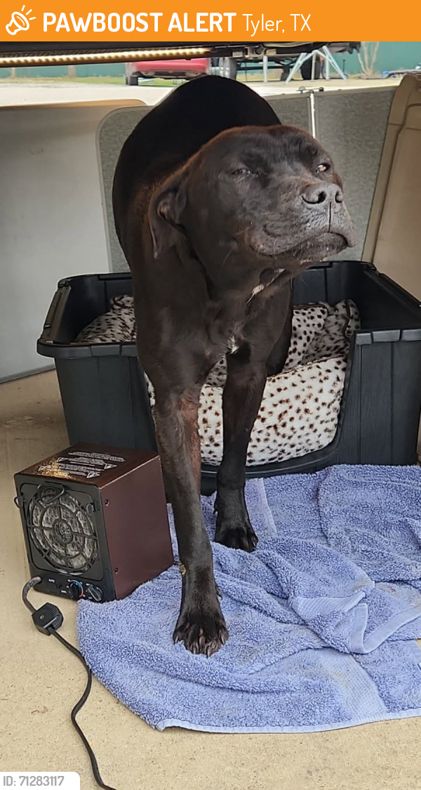 Tyler, TX Stray Male Dog Found Near Tyler RV Park | PawBoost