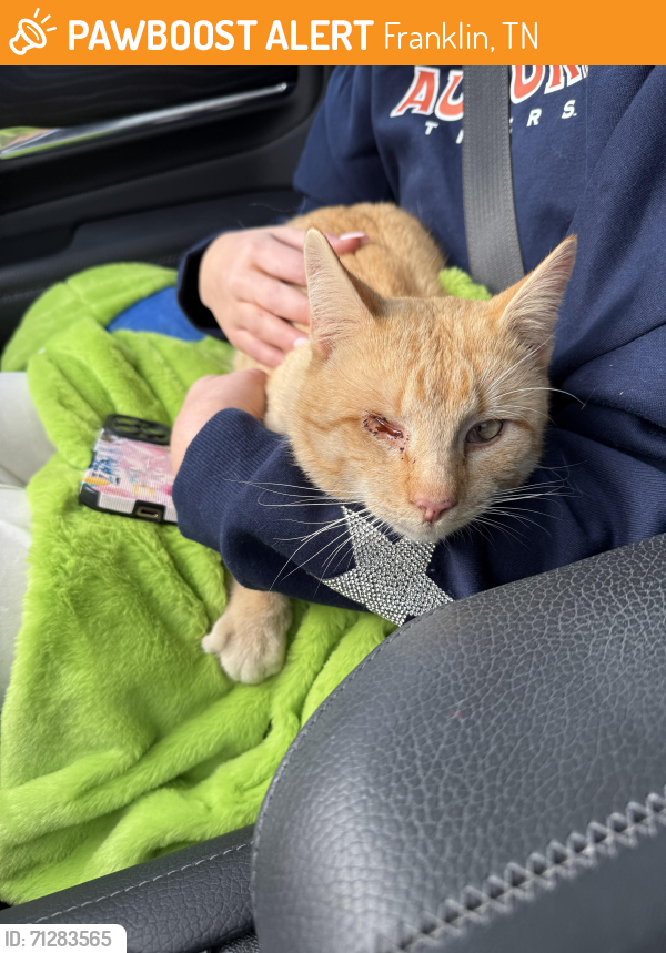 Franklin, TN Stray Male Cat Found Near Guineveres Retreat & Road of the ...