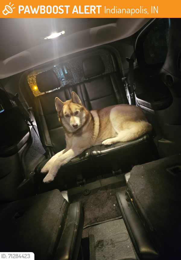 Indianapolis, IN Stray Dog Found Near State and Raymond near 1 65 s ...
